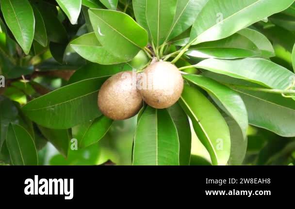 Sapodilla fruit (Also called Manilkara zapota, sapota, chikoo ...