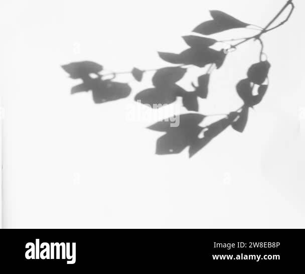 leaf animation swaying by the wind. realistic overlay effect of nature ...