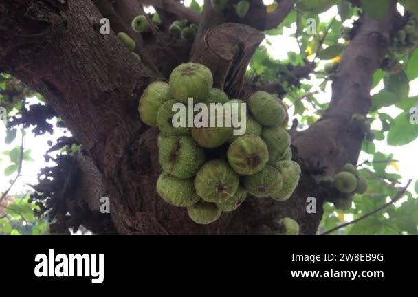 Ficus tree fruits Stock Videos & Footage - HD and 4K Video Clips - Alamy