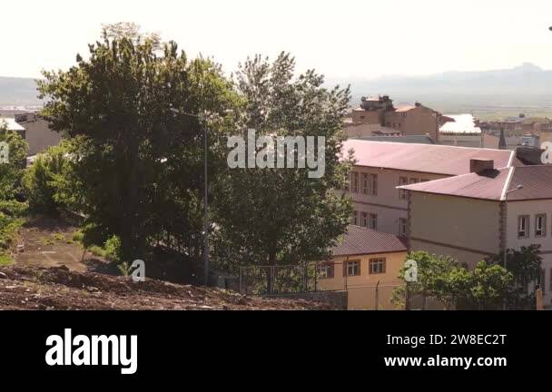 Poplar trees populus species Stock Videos & Footage - HD and 4K Video ...