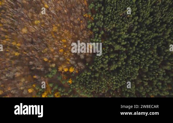 Deciduous and coniferous forests in autumn.Green and gold colors in the ...