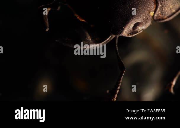 Head of stag beetle under microscope who is moving its antenna on the ...