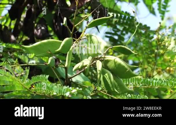 Biancaea sappan (Caesalpinia sappan L., sappanwood, secang, sepang ...