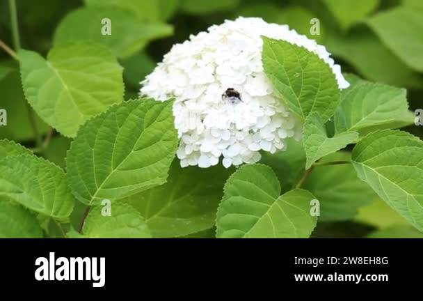 Hydrangea flower bed Stock Videos & Footage - HD and 4K Video Clips - Alamy