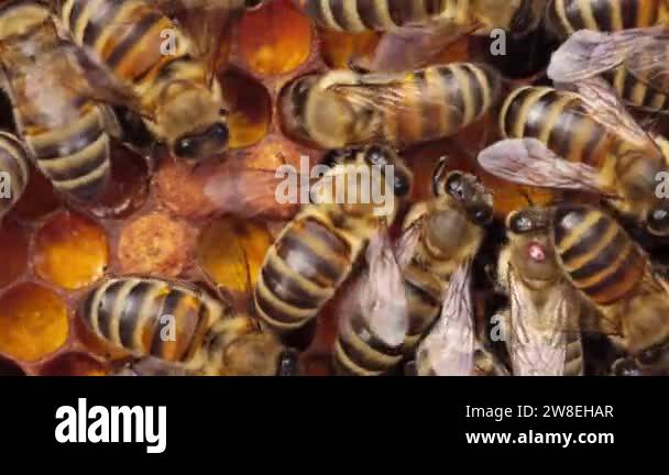 Close up views of honeybees on their honeycomb. Capped brood and Varroa ...