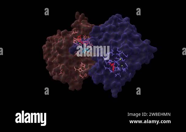 Epidermal growth factor receptor dimer in complex with allosteric ...