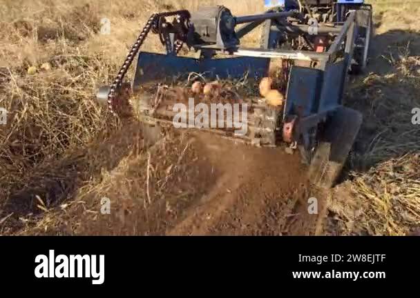 Process of digging fresh organic potatoes vegetable in field on soil ...