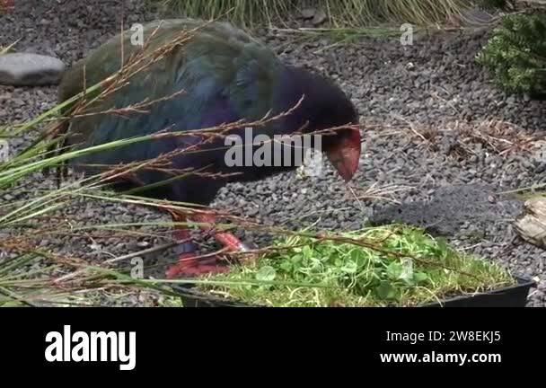 Conservation endangered native new zealand protected species Stock ...