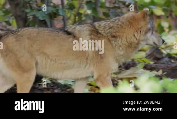 Wolf (Canis lupus), also known as the gray wolf is the largest extant ...