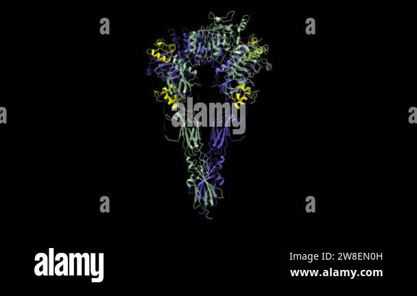 Structure of full-length insulin receptor (blue and grey) bound to four ...