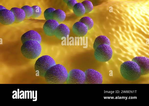 Neisseria meningitidis bacteria is an obligate human parasite that ...