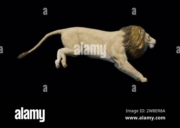 Lion Running Loop Animation on Transparent Background 4k Ultra HD Stock ...
