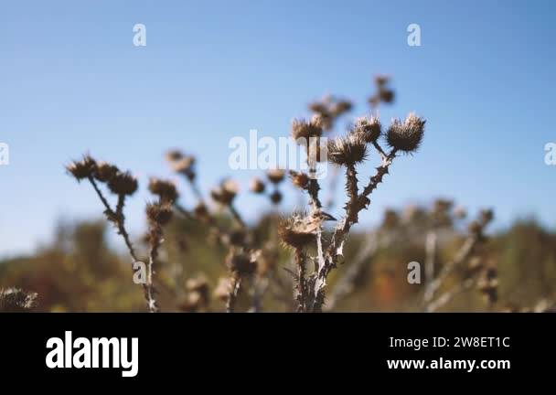 Dried field flower close Stock Videos & Footage - HD and 4K Video Clips ...
