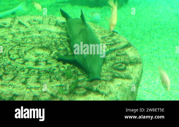 Saw fish rostrum Stock Videos & Footage - HD and 4K Video Clips - Alamy