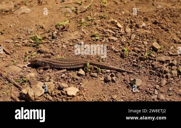 Smooth animals Stock Videos & Footage - HD and 4K Video Clips - Alamy