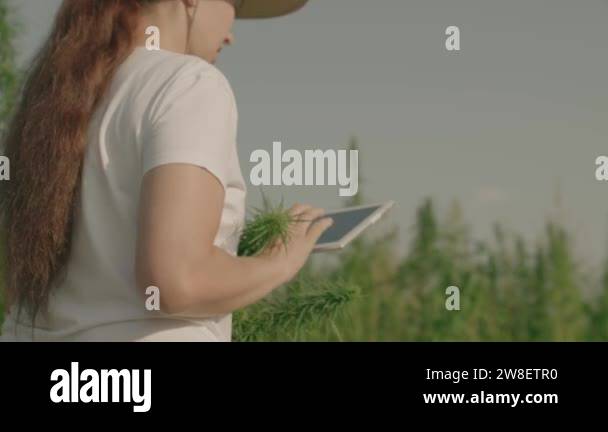 farmer with tablet in his hands works in field with hemp, drug ...