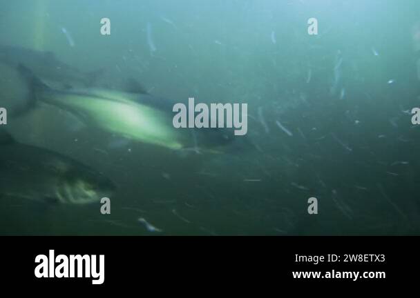 Seattle fish ladder Stock Videos & Footage - HD and 4K Video Clips - Alamy