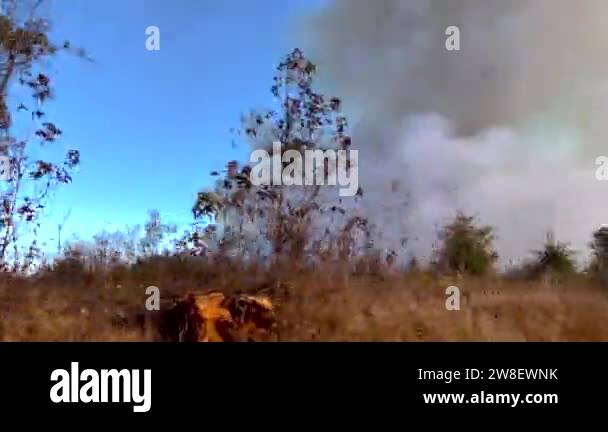 Beautiful controlled fire smoke flame Stock Videos & Footage - HD and ...