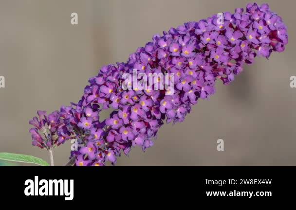 Buddleja davidii buddleia butterfly bush Stock Videos & Footage - HD ...