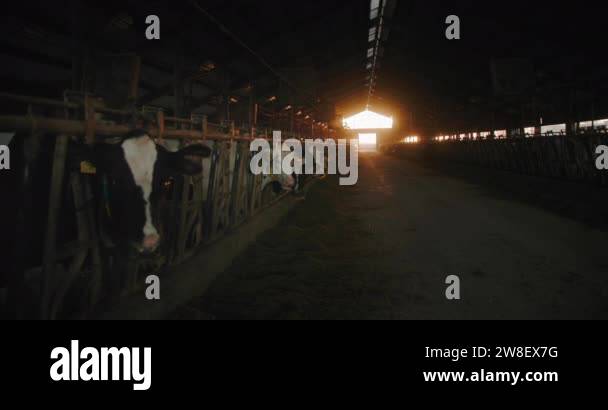 agribusiness, well-groomed breeding cows with collars and tags in their ...