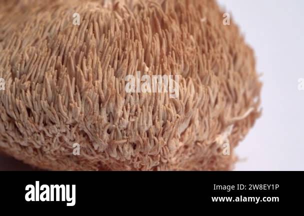 Monkey fungus Stock Videos & Footage - HD and 4K Video Clips - Alamy