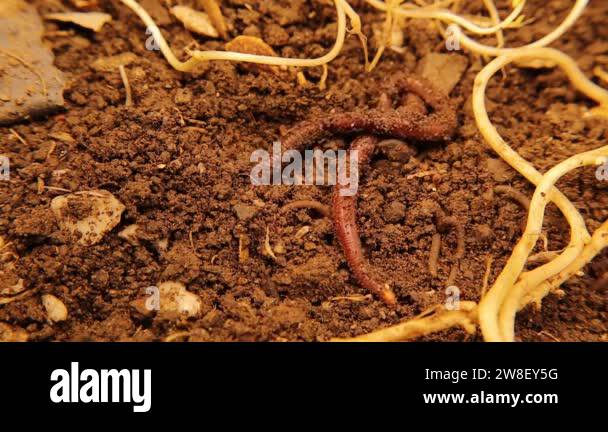 Underground insects Stock Videos & Footage - HD and 4K Video Clips - Alamy