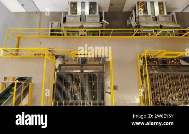 corn. corn seeds production. Corn processing factory. an enterprise for ...