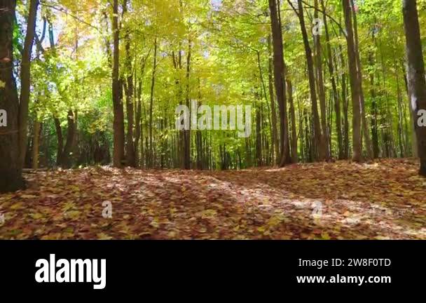 Maple grove Stock Videos & Footage - HD and 4K Video Clips - Alamy