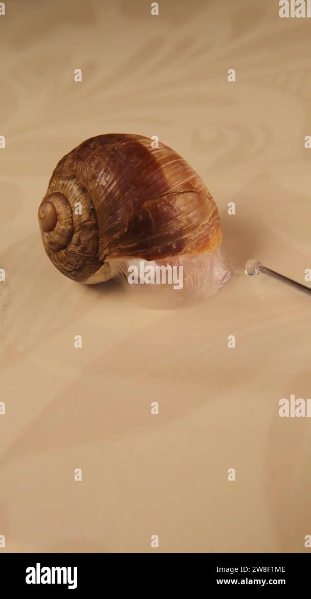 Snail sleeping on a white background. When a snail hibernates, it ...