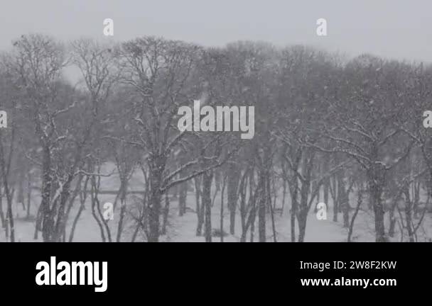 Meteorology, types of precipitation. Sheet of snow. Thick heavy snow ...