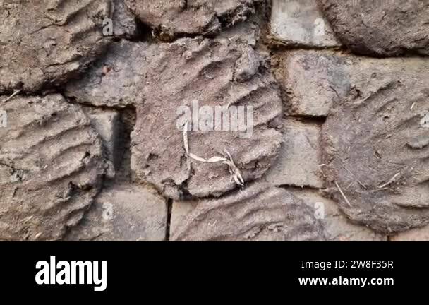 Cow Dung Cakes or gobar upla used as fuel for making food in villages ...