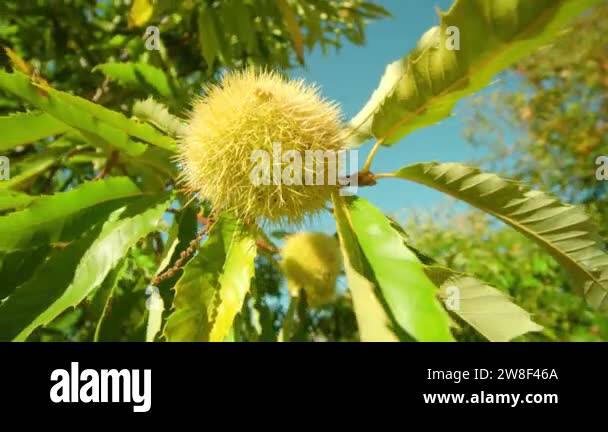 Barbed fruit Stock Videos & Footage - HD and 4K Video Clips - Alamy