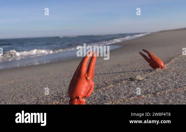 Crayfish legs Stock Videos & Footage - HD and 4K Video Clips - Alamy