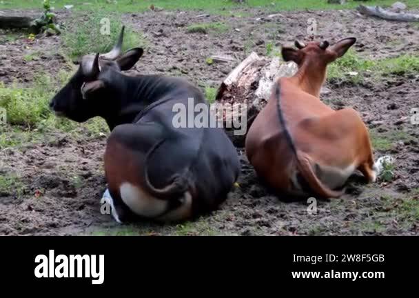 Cattle tails insects Stock Videos & Footage - HD and 4K Video Clips - Alamy