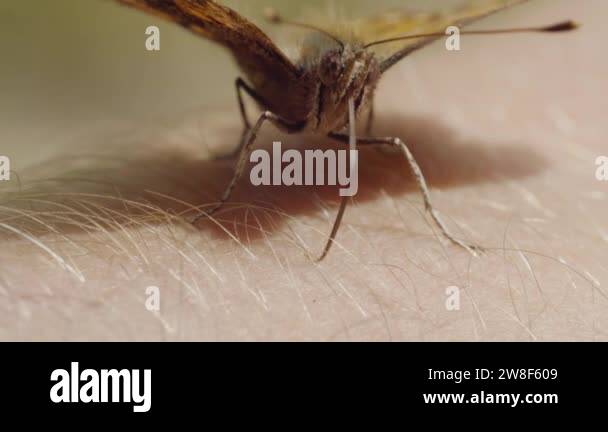Skin butterfly Stock Videos & Footage - HD and 4K Video Clips - Alamy