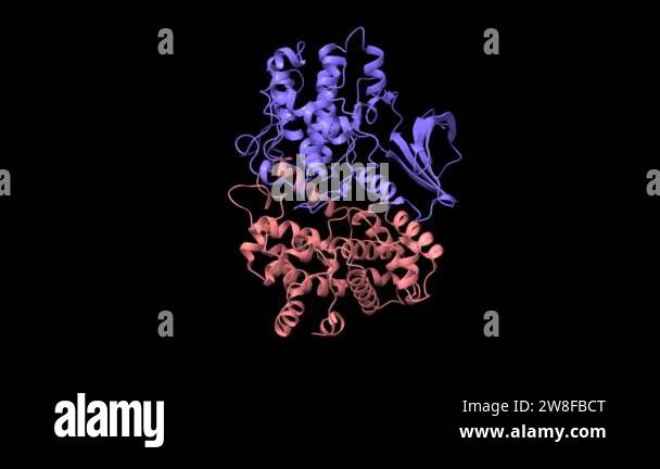 Structure Of Cyclin Dependent Kinase 2 Cdk2 Blue In Complex With Cyclin E Pink Animated 3d
