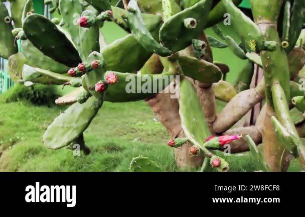 Cold desert cactus Stock Videos & Footage - HD and 4K Video Clips - Alamy