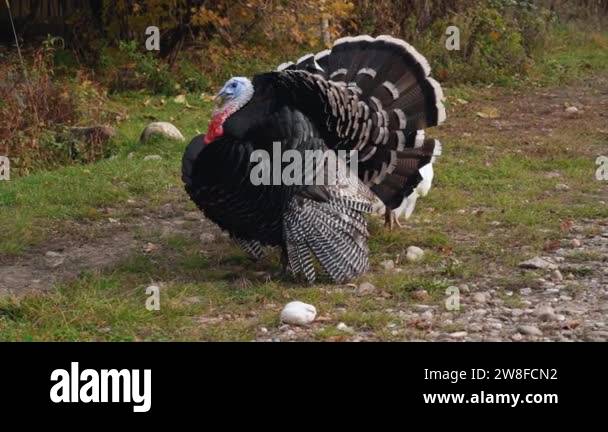 Wild turkeys forest Stock Videos & Footage - HD and 4K Video Clips - Alamy