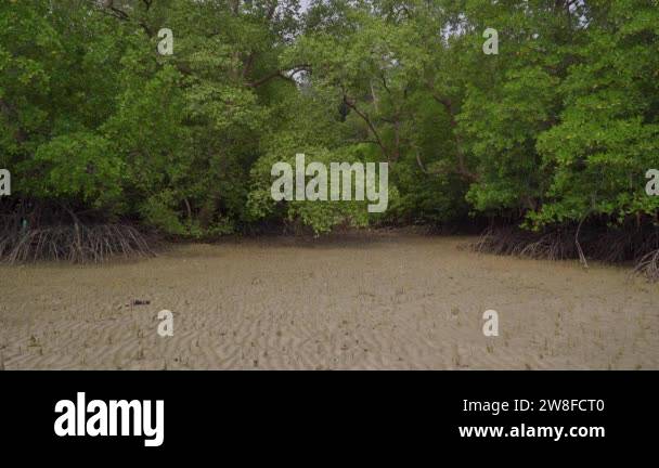 Malaysia low tide trees Stock Videos & Footage - HD and 4K Video Clips ...