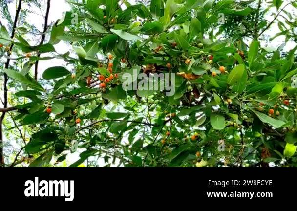 This Tree Common Name Lasora, Gunda, Bahuar, Bahuka, Indian Cherry ...