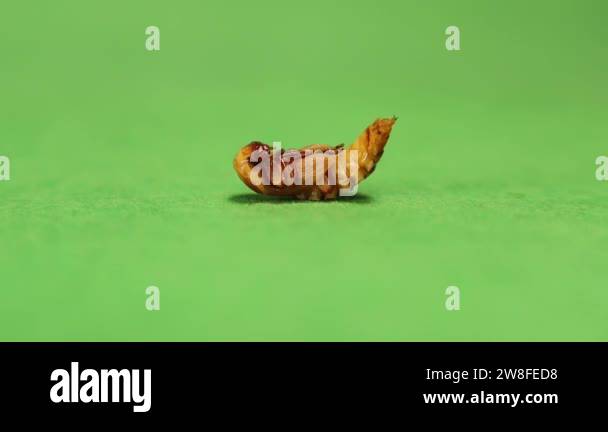 meal worm on green background; pupa. superworm isolated; pupa stages of ...