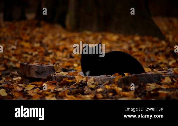 Black cat autumn leaves Stock Videos & Footage - HD and 4K Video Clips ...