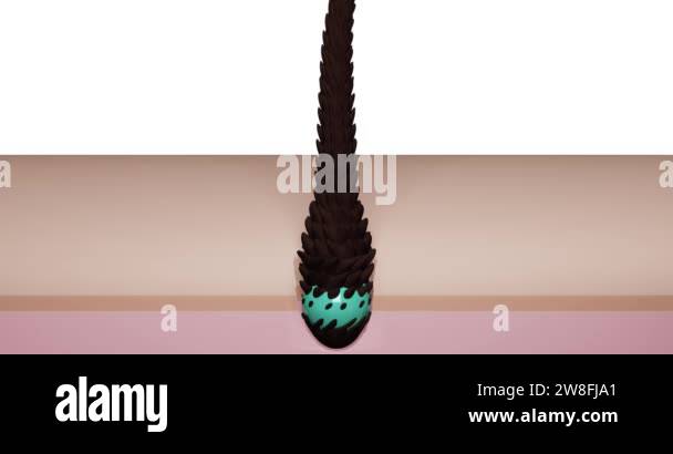 3d render animation of hair restoration. A drop of oil, balm, serum ...