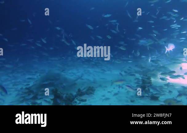 4k video footage of huge numbers of fusiliers feeding on a coral reef ...