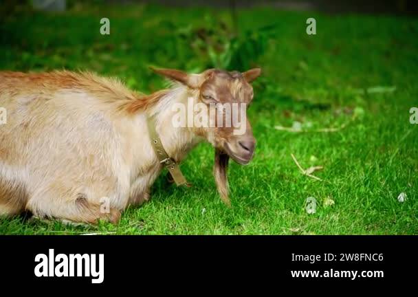 Goat goats farm livestock animal barnyard country rural Stock Videos ...
