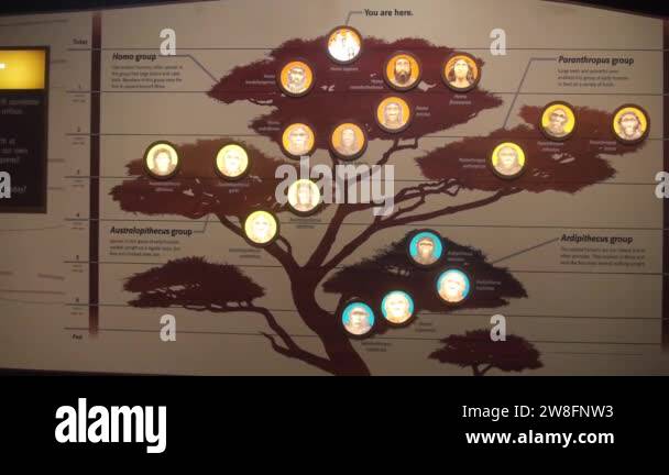Ape tree Stock Videos & Footage - HD and 4K Video Clips - Alamy