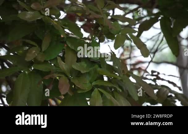 Schleichera oleosa (Also called gum-lac tree, Indian lac, Malay lac ...
