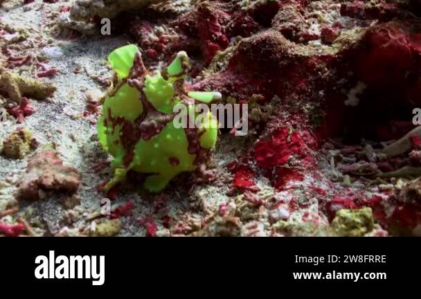 Green fish angler anglerfishe hunt in coral reefs Stock Video Footage ...