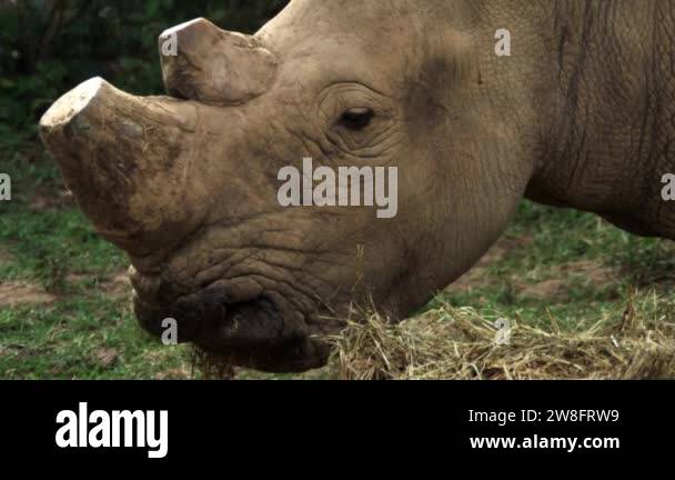 Rhino cut horns Stock Videos & Footage - HD and 4K Video Clips - Alamy