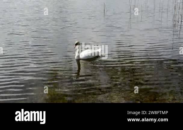 Swan water ripple Stock Videos & Footage - HD and 4K Video Clips - Alamy